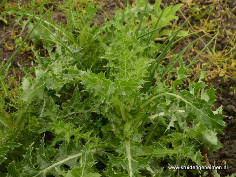 Kruidengeheimen-Akkerdistel