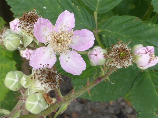 Kruidengeheimen-Braam